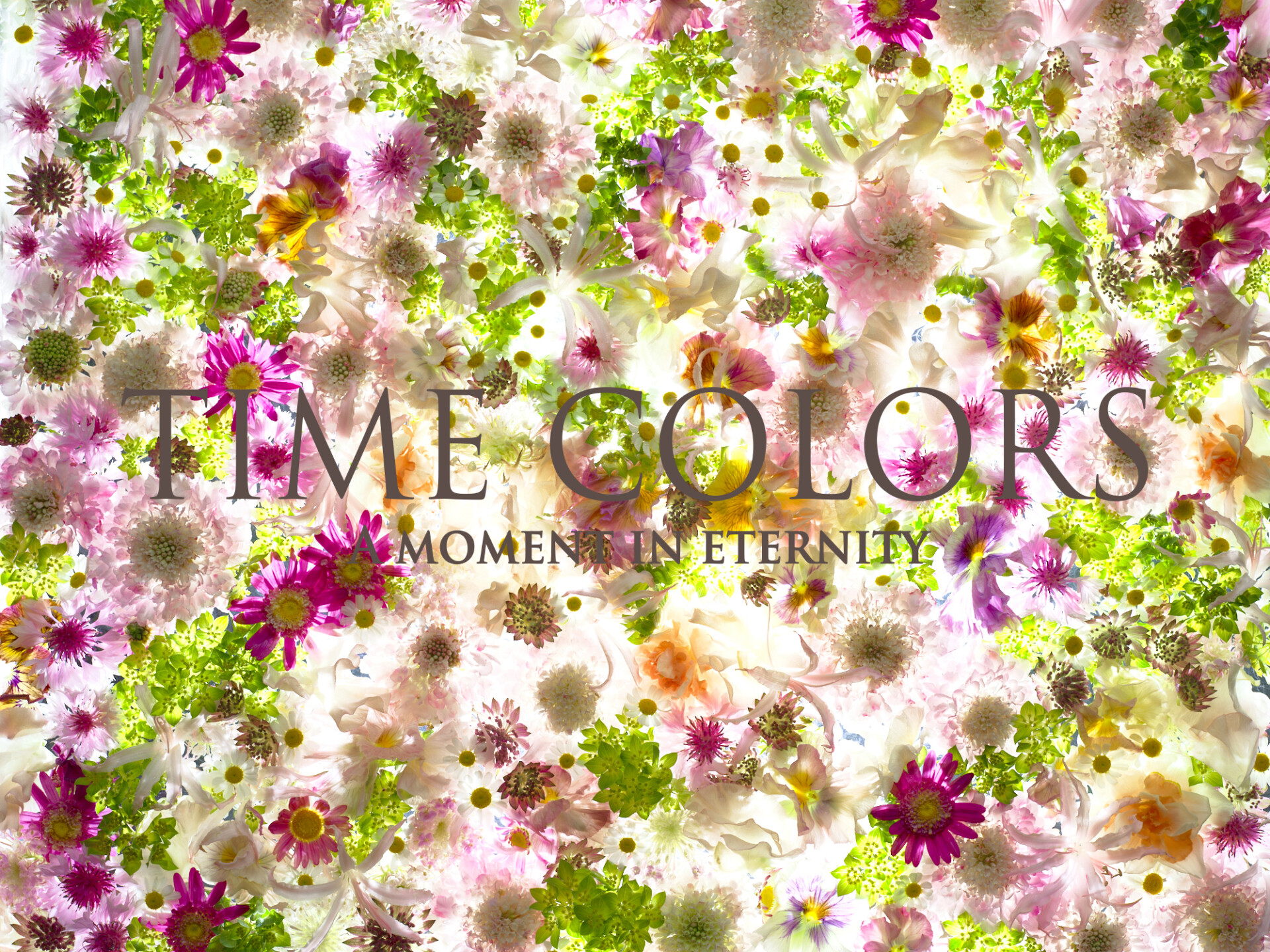 TIME COLORS 誕生 - TIME COLORS